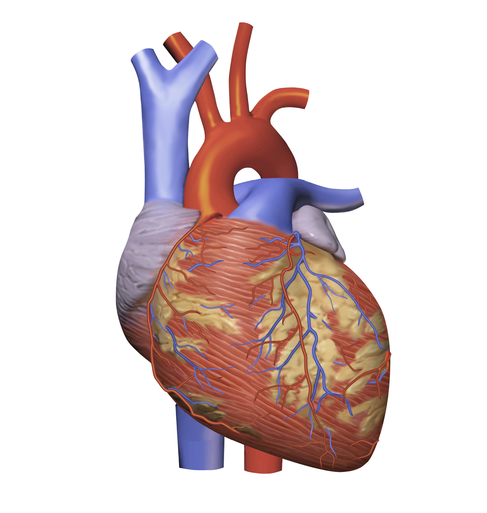 Swiss researchers develop the first artificial heart Swiss researchers develop the first artificial heart